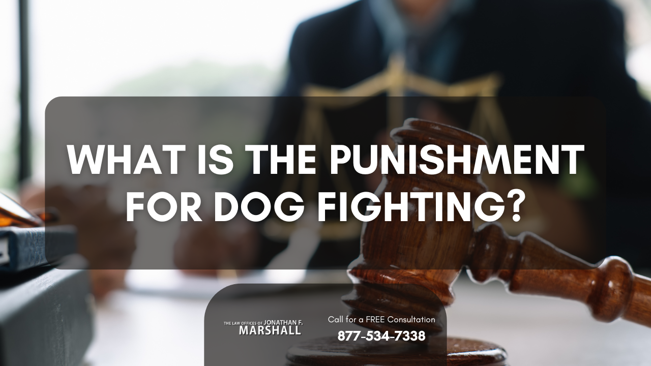 Punishment for Dog Fighting | Illegal Dog Fights